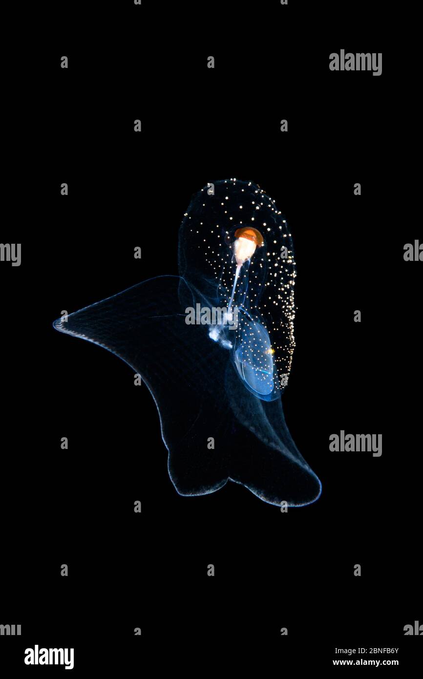 Papillon de mer corolla spectabilis Banque de photographies et d’images ...