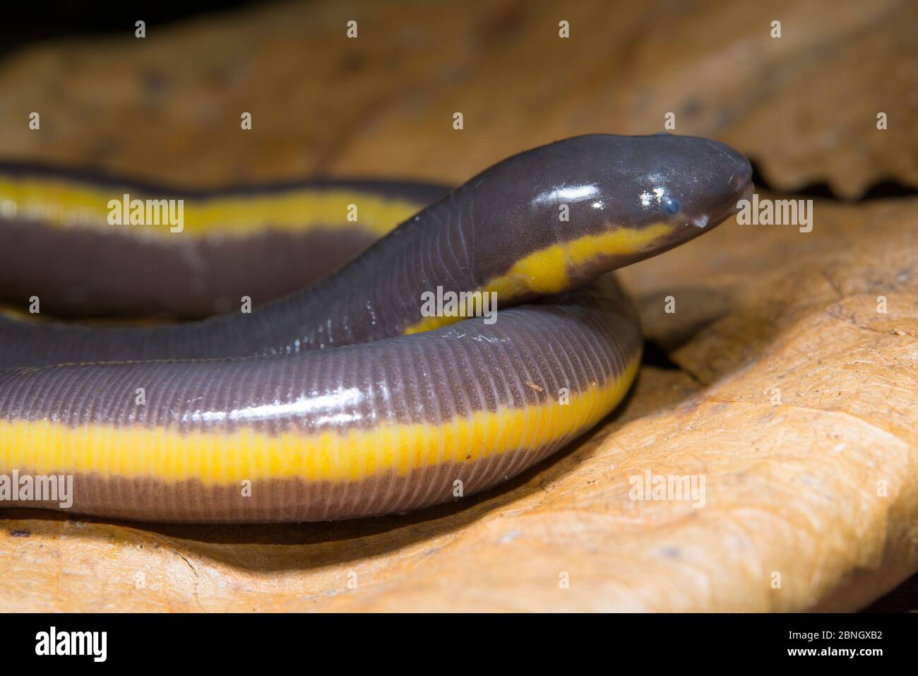 Caecilian or caecilians Banque de photographies et d’images à haute ...