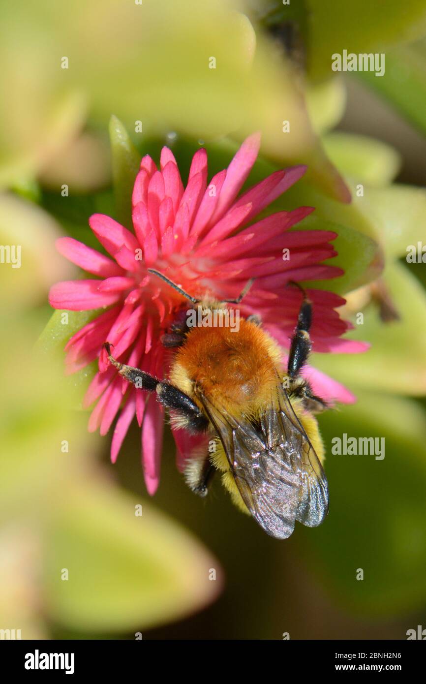 Bumblebee (Bombus muscorum) en visite chez Red Apple Ice Plant / Baby ...