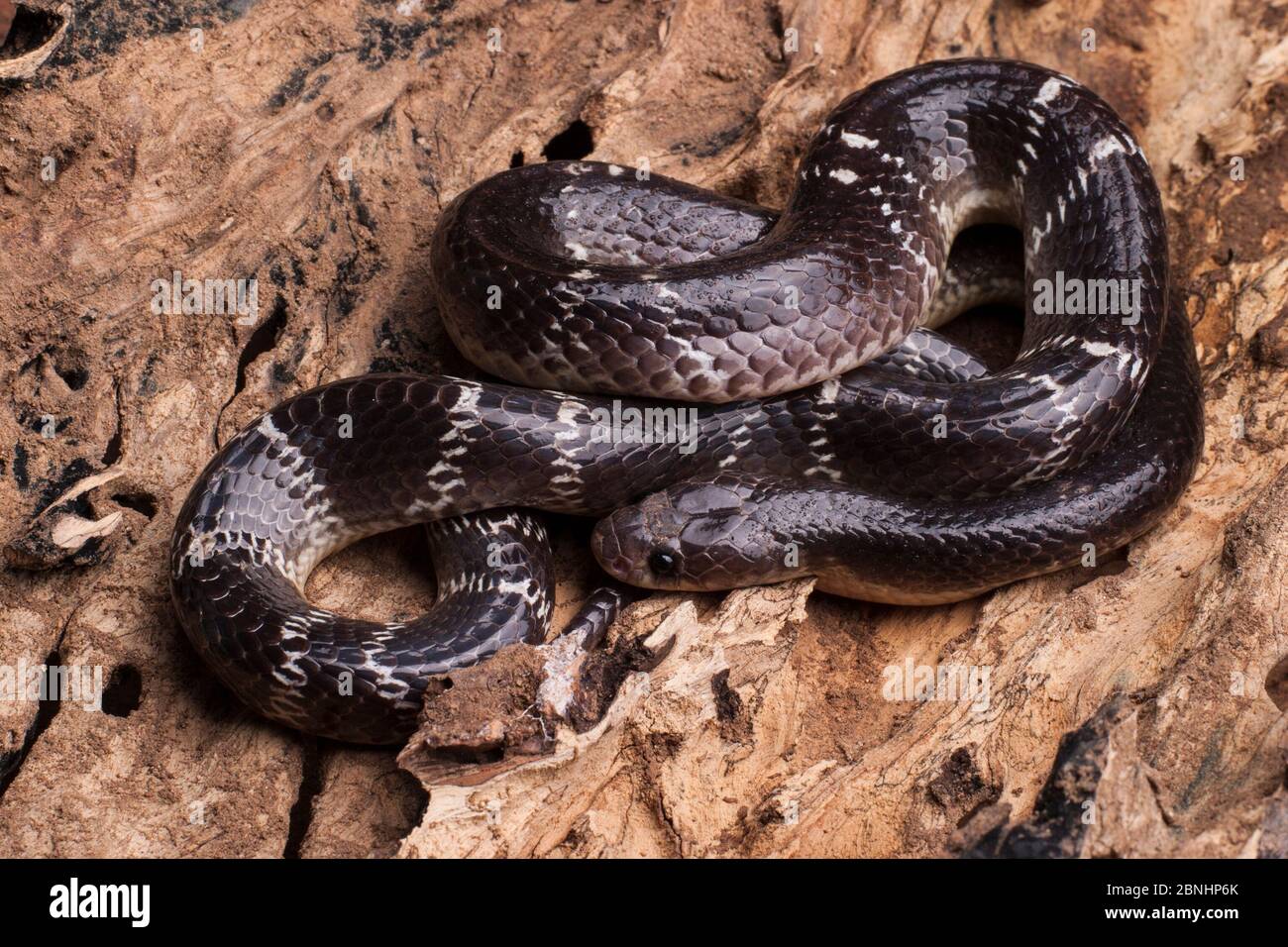 Krait indien bungarus caeruleus Banque de photographies et d’images à ...