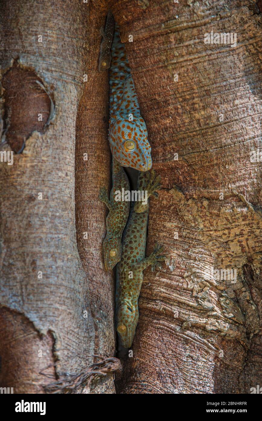 Tokay geckos gekko gecko Banque de photographies et d’images à haute ...