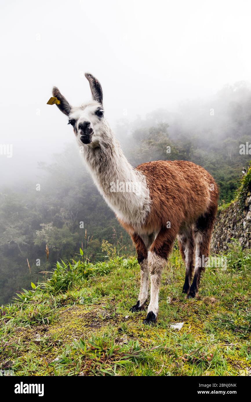Lama inca trail Banque de photographies et d’images à haute résolution ...