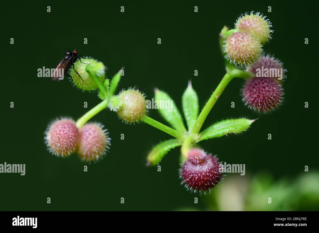 Graines de galium aparine Banque de photographies et d’images à haute ...