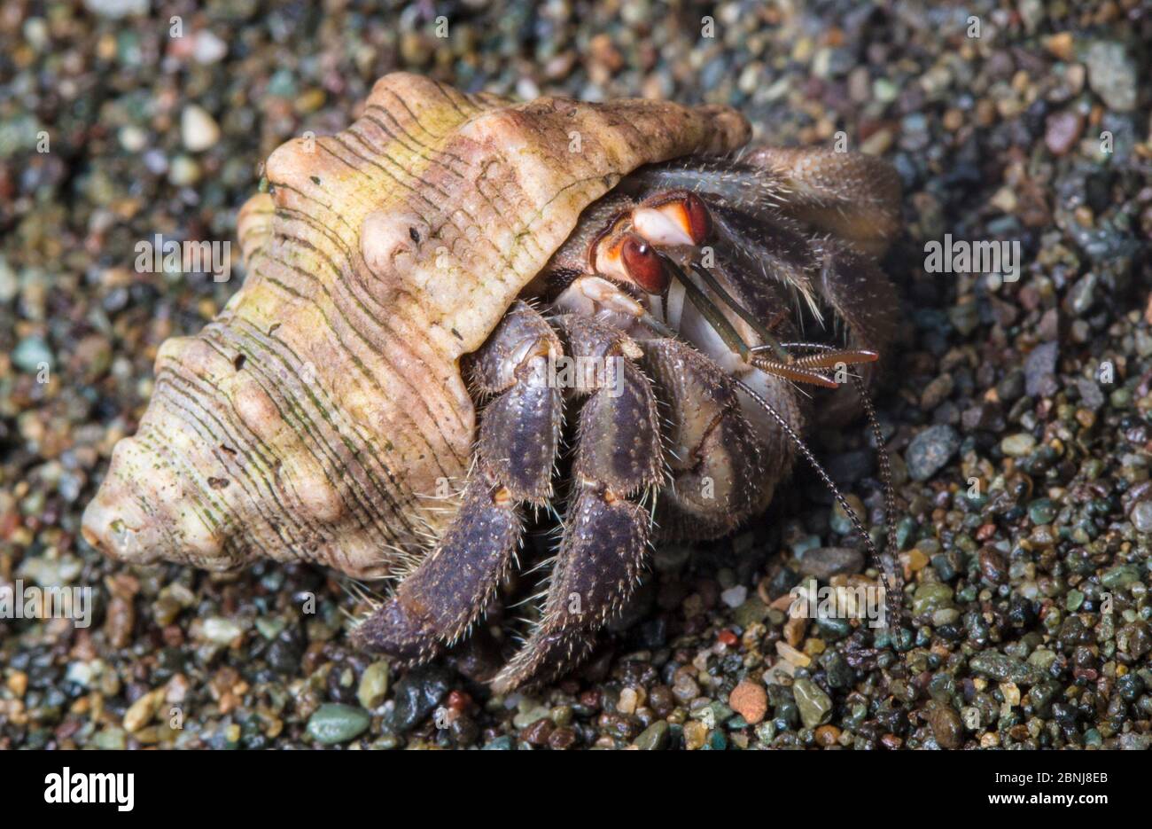 Bernard ermite terrestre Banque de photographies et d’images à haute ...