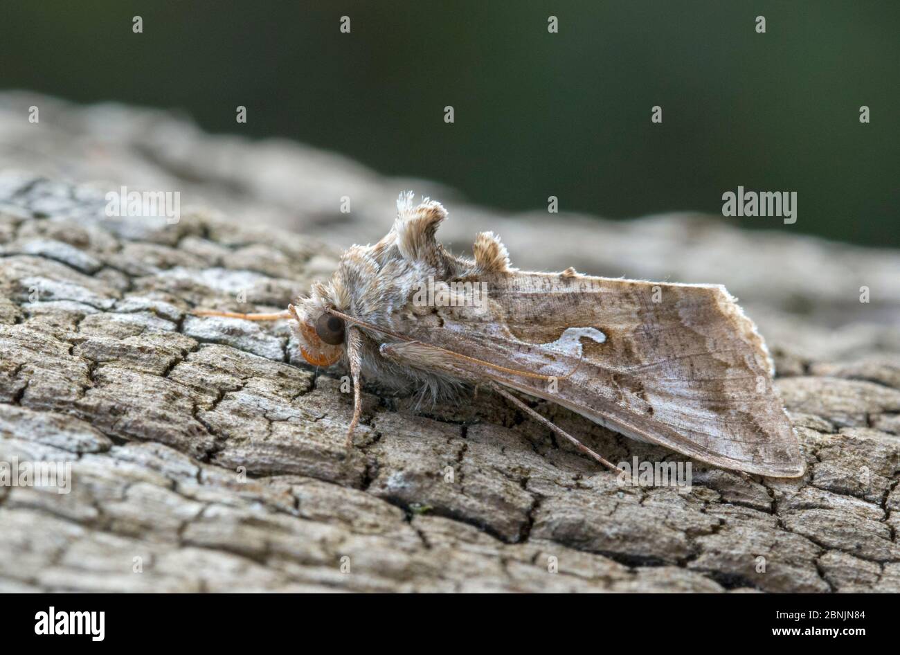 Silver moth plusia gamma caterpillar Banque de photographies et d ...