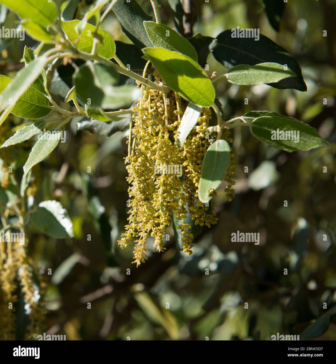 Fleurs de chêne vert (Quercus ilex), Alpilles, Provence, France, Mai ...