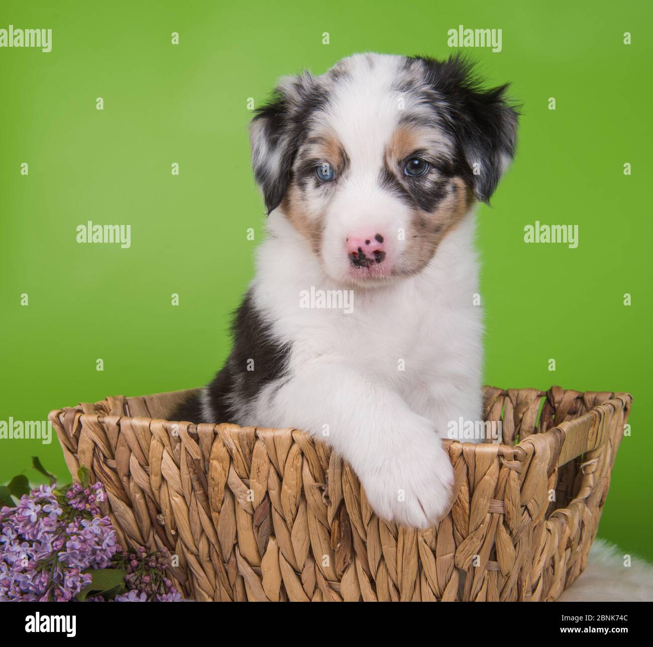 Lilac merle Banque de photographies et d’images à haute résolution - Alamy