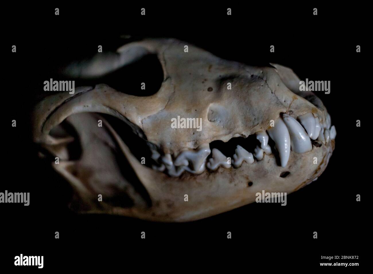 Crâne d'un chien sauvage africain (Lycaon pictus Photo Stock - Alamy