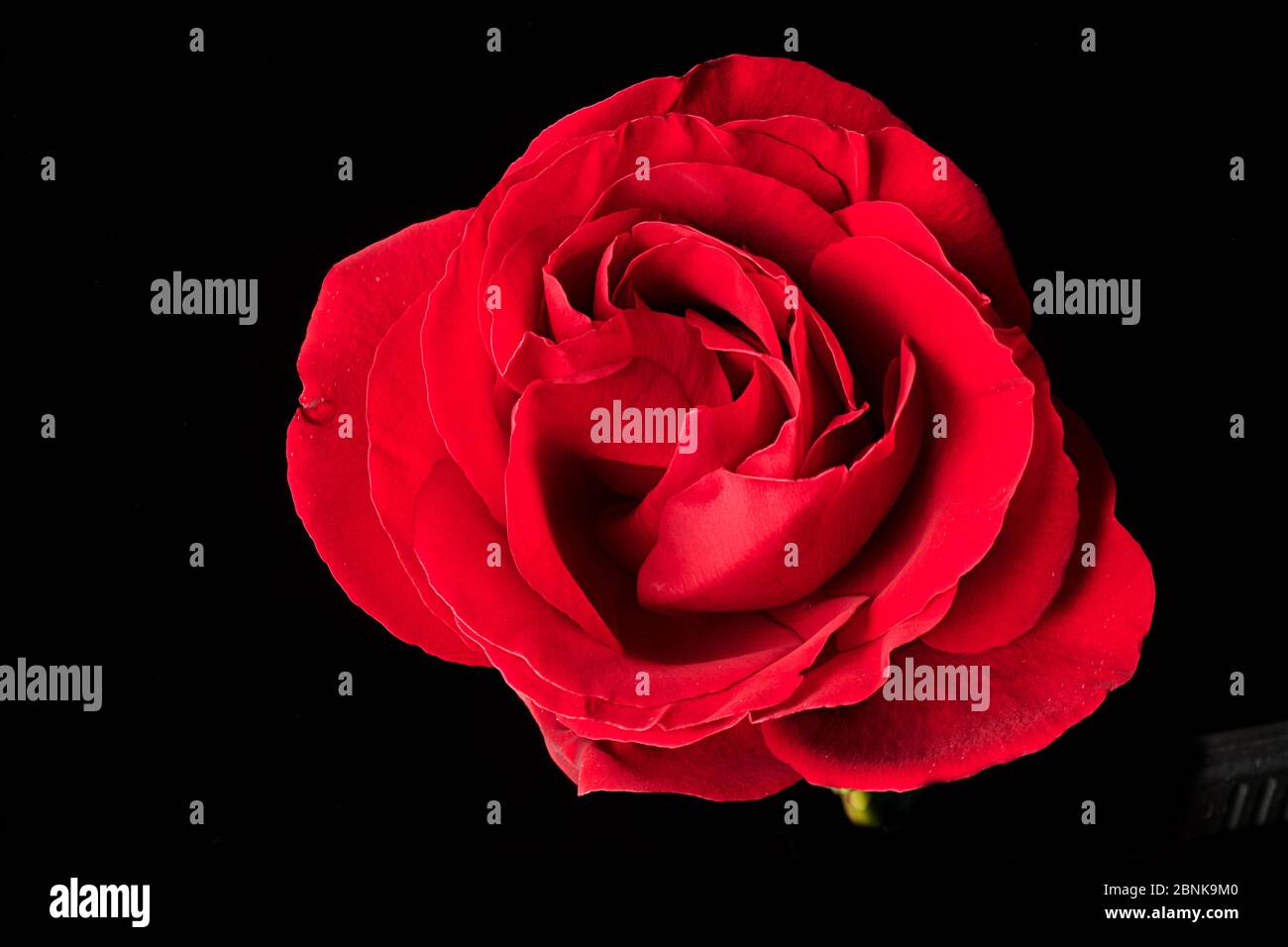 Rose rouge frappante Banque de photographies et d’images à haute ...