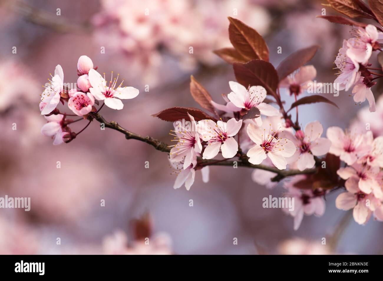 Prune de fleur rouge Banque de photographies et d’images à haute ...