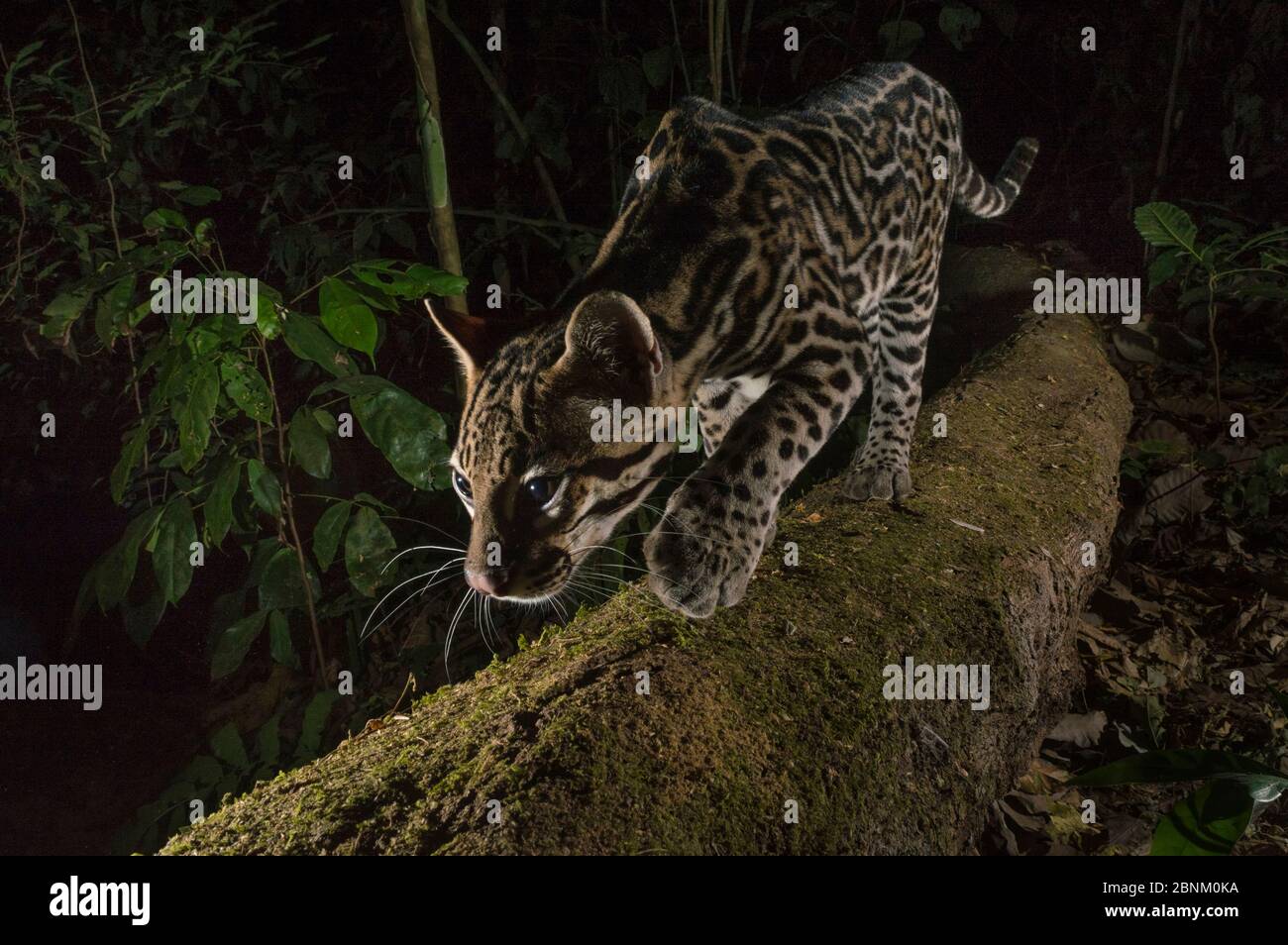 L'Ocelot (Leopardus pardalis) piège de la caméra libre, Péninsule de ...