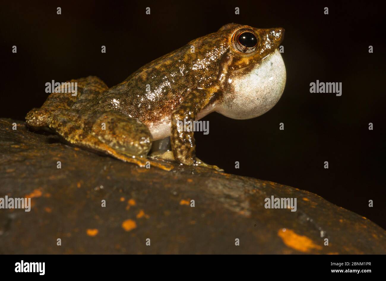 Micrixalus kottigeharensis Banque de photographies et d’images à haute ...