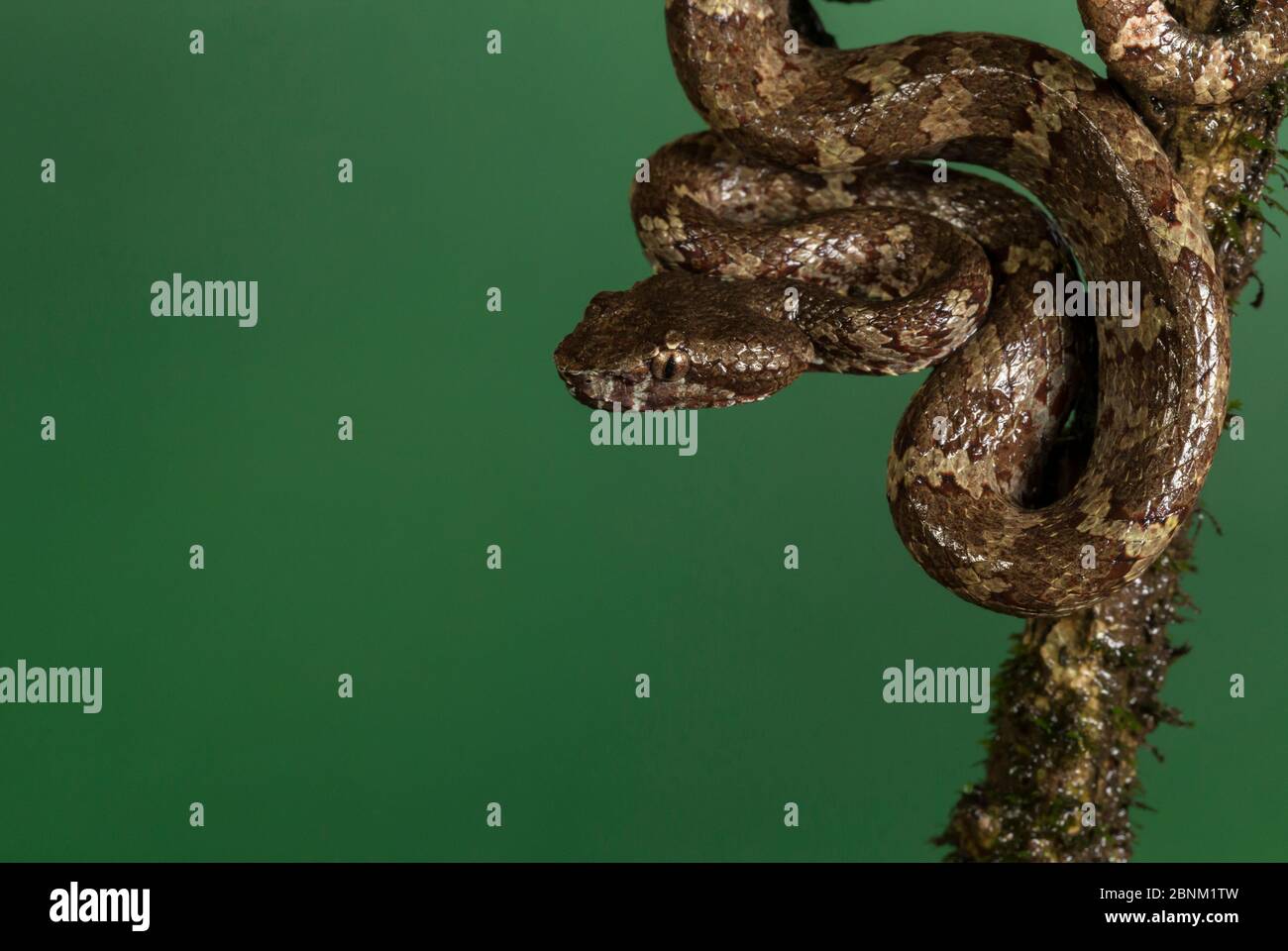 Snakes of western ghats Banque de photographies et d’images à haute ...