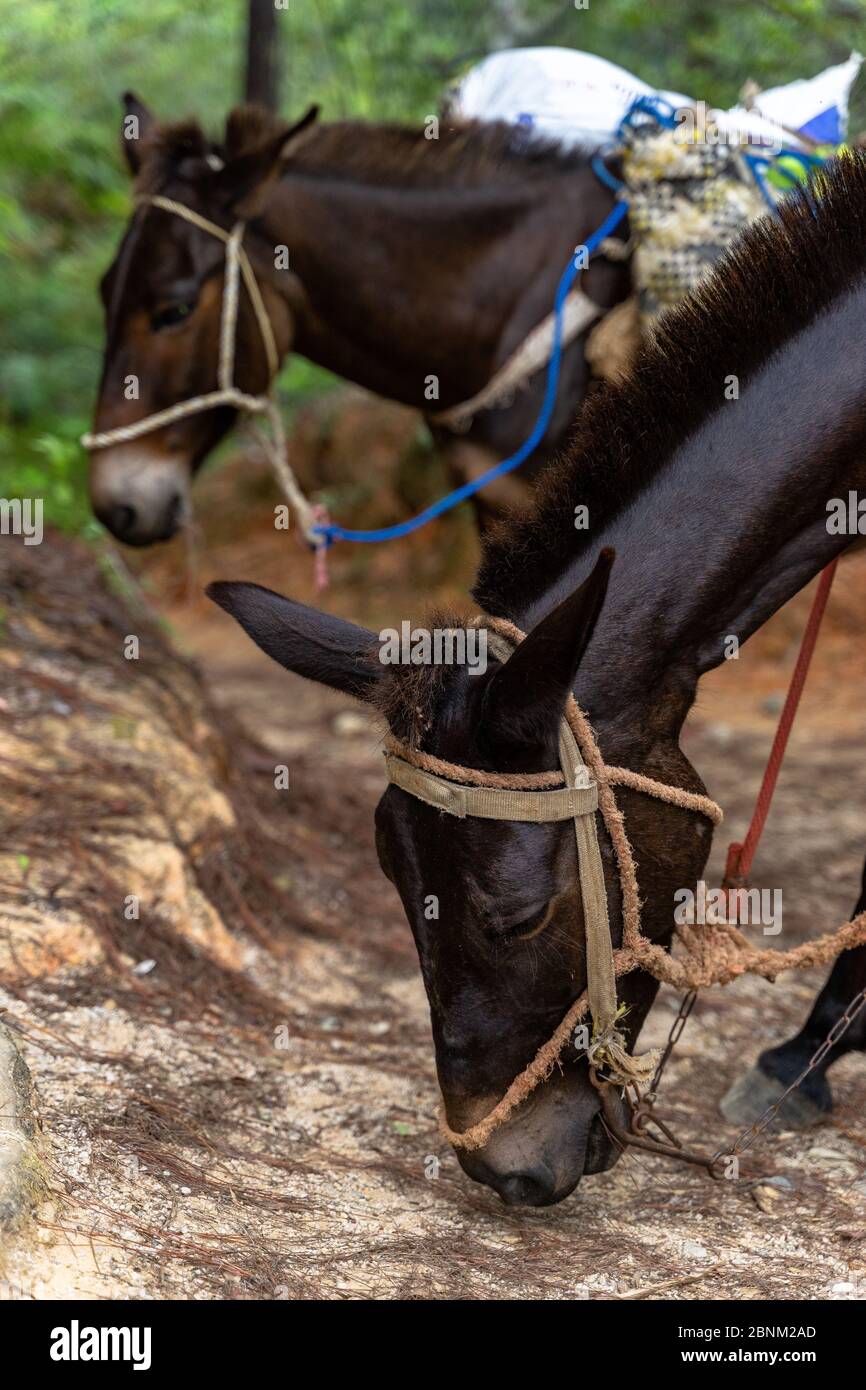 Amérique, Caraïbes, grandes Antilles, République dominicaine, Jarabacoa ...