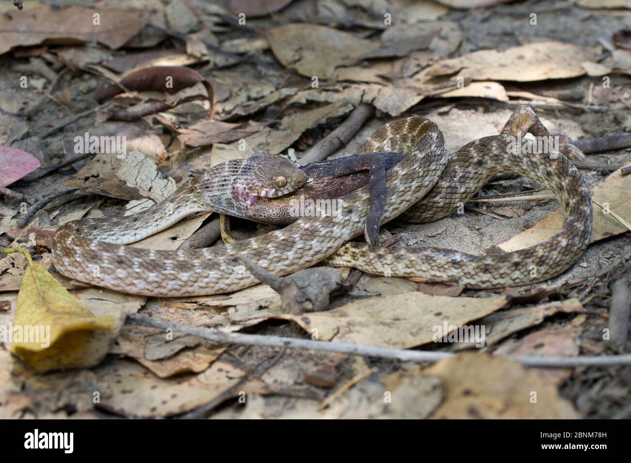 Chat malgache aux yeux de serpents Banque de photographies et d’images ...