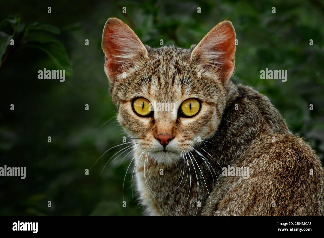 African wildcat felis lybica Banque de photographies et d’images à ...