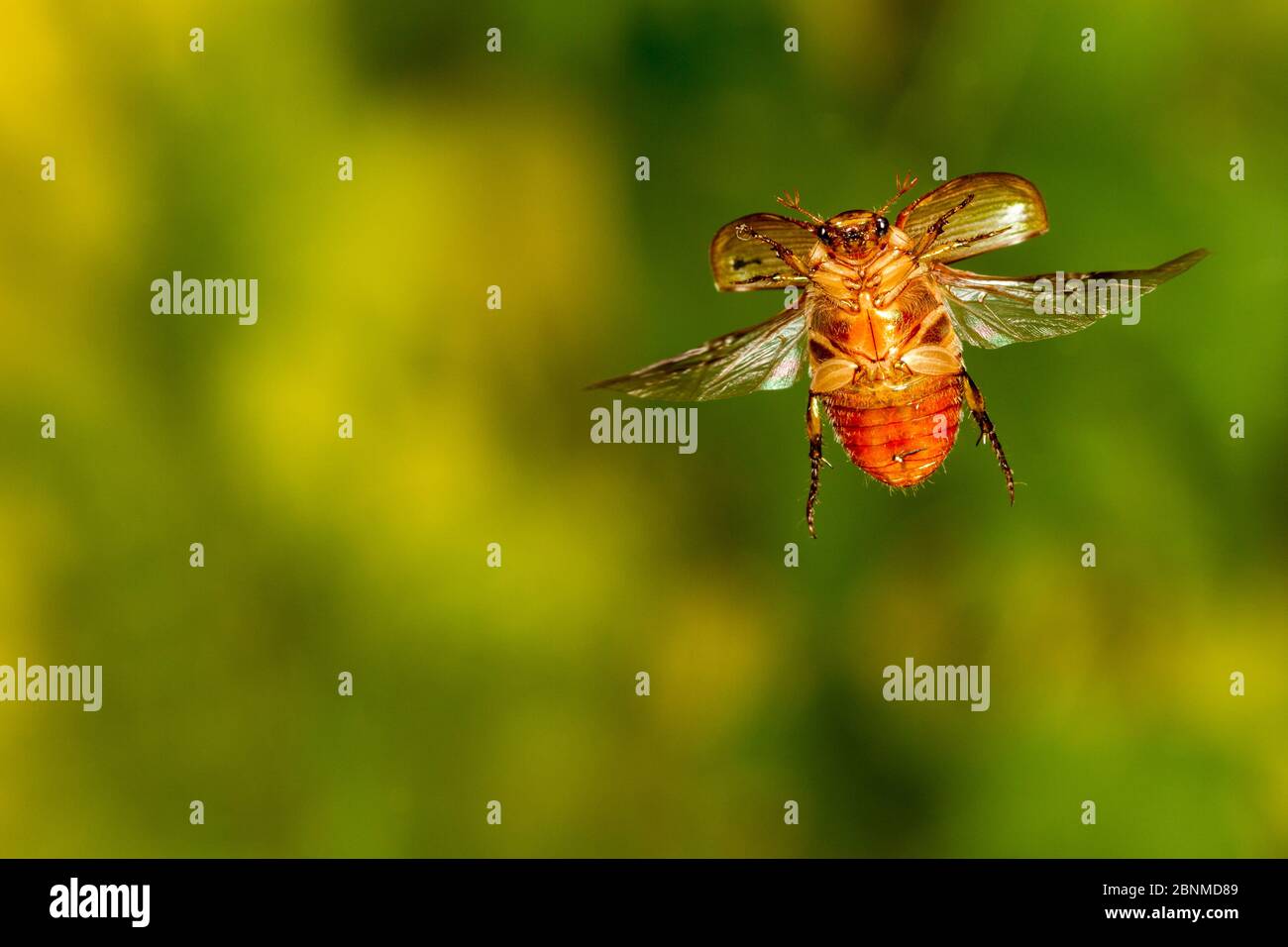 Callistethus marginatus Banque de photographies et d’images à haute ...