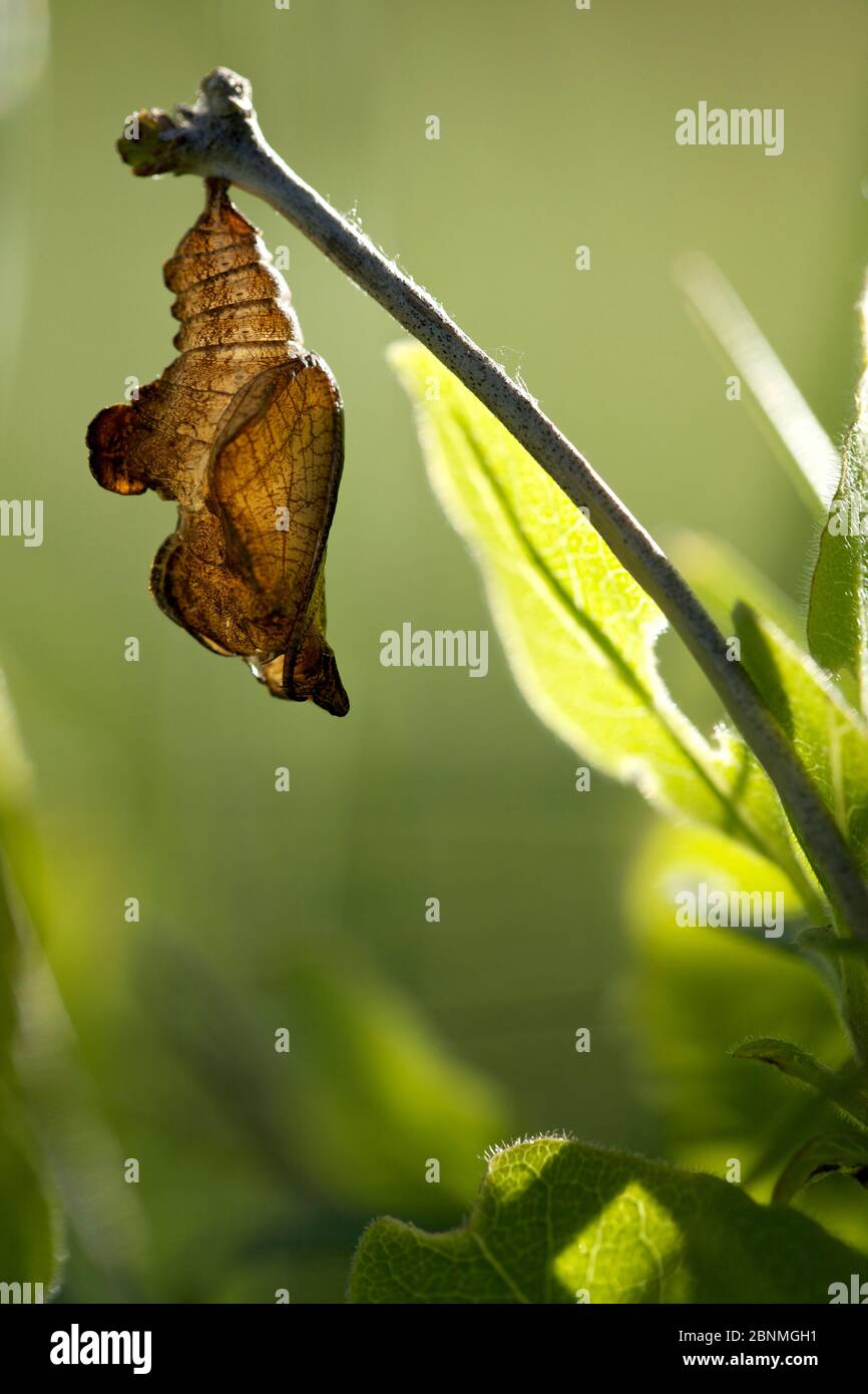 Papillon amiral blanc du sud (Limenitis reducta) chrysalide, Parc ...