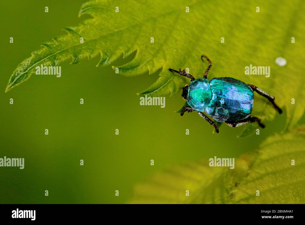 Hanneton hoplia coerulea Banque de photographies et d’images à haute ...