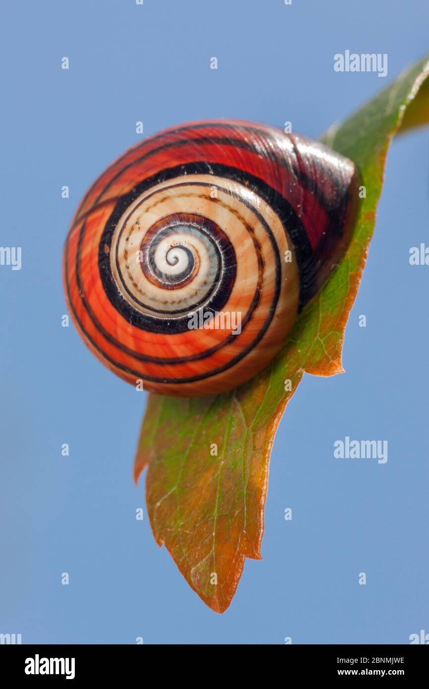 Polymita cuba Banque de photographies et d’images à haute résolution ...