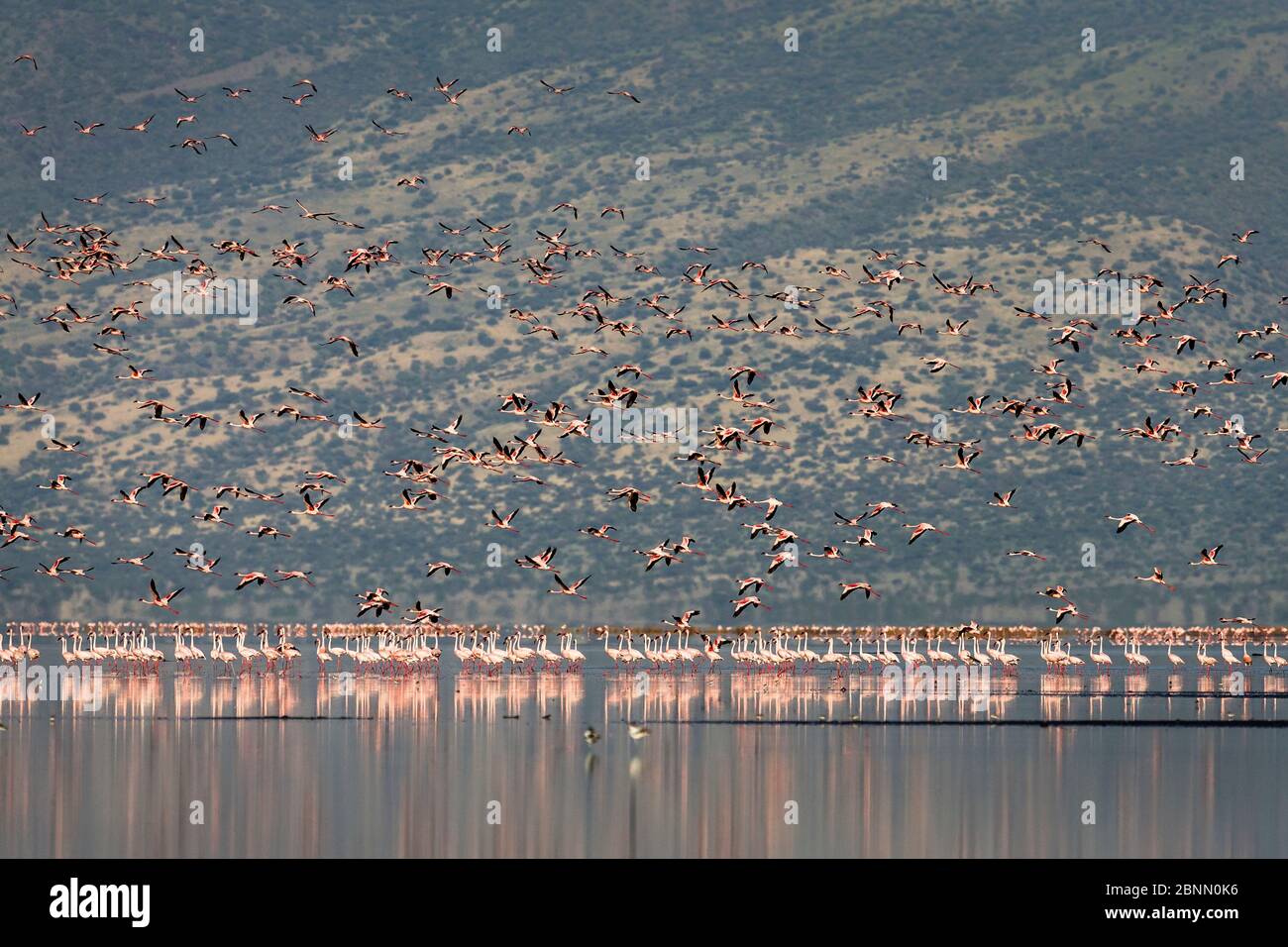 Flamants roses au lac de natron Banque de photographies et d’images à ...