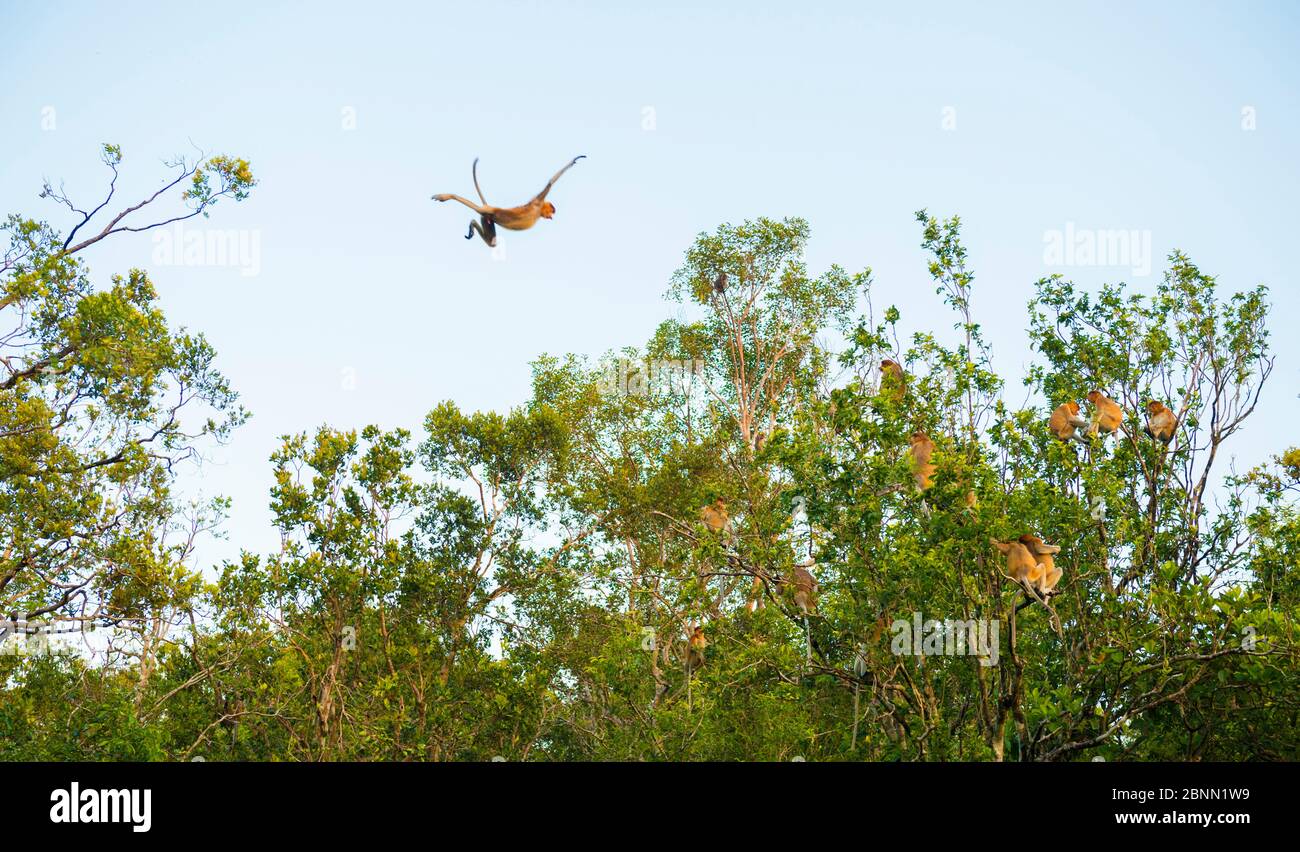 Troupe de singes proboscis Banque de photographies et d’images à haute ...