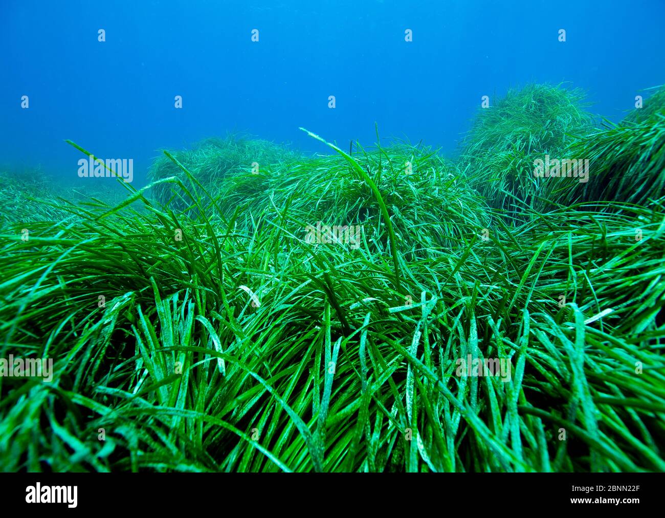 Mediterranean tapeweed posidonia oceanica Banque de photographies et d ...