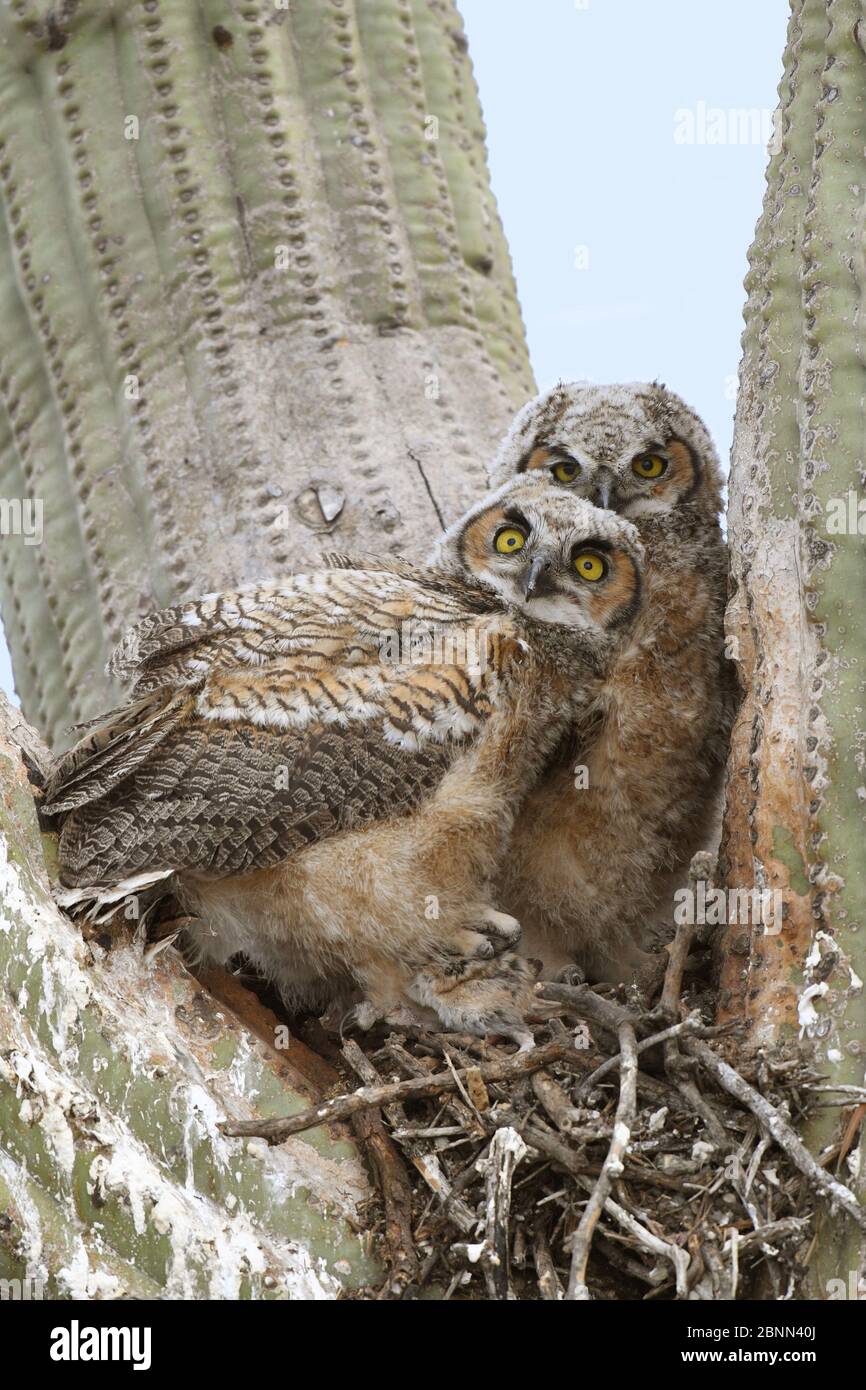 Grand hibou à cornes (Bubo virginianus) poussins dans le nid de Saguaro ...