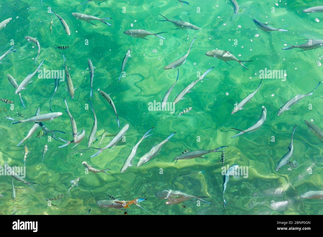 Poissons tropicaux, île de Praslin, Seychelles, Océan Indien, Afrique ...
