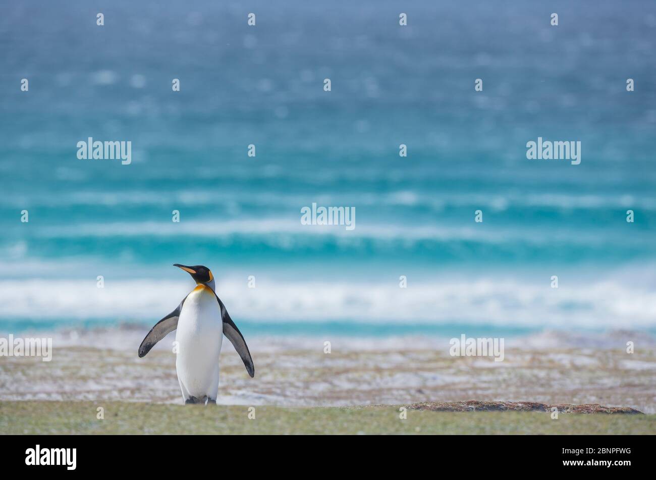 Pingouin debout sur la plage Banque de photographies et d’images à ...