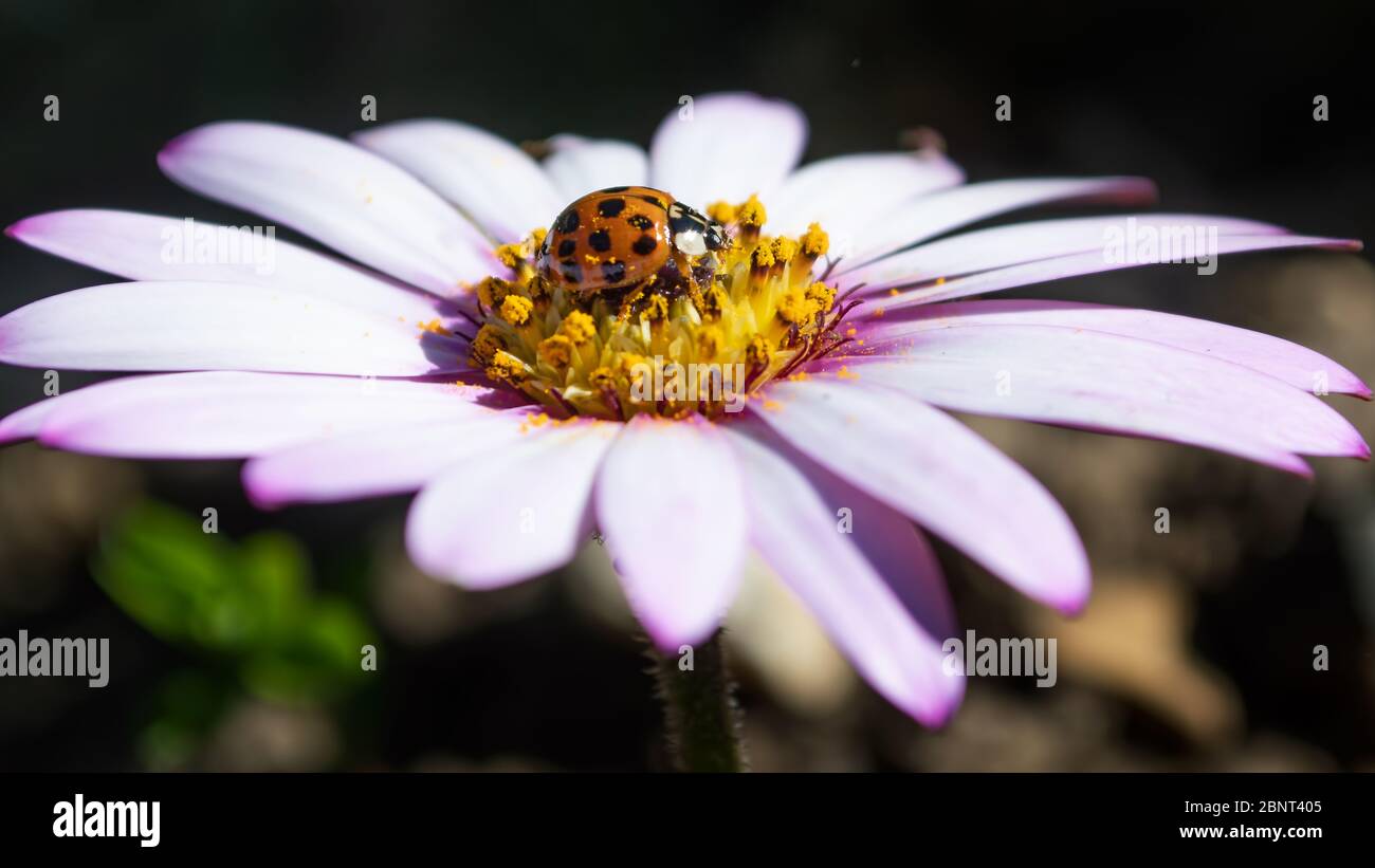 Ladybird ou Ladybug sur une fleur d'Osteospermum lumineuse. Espèces ...