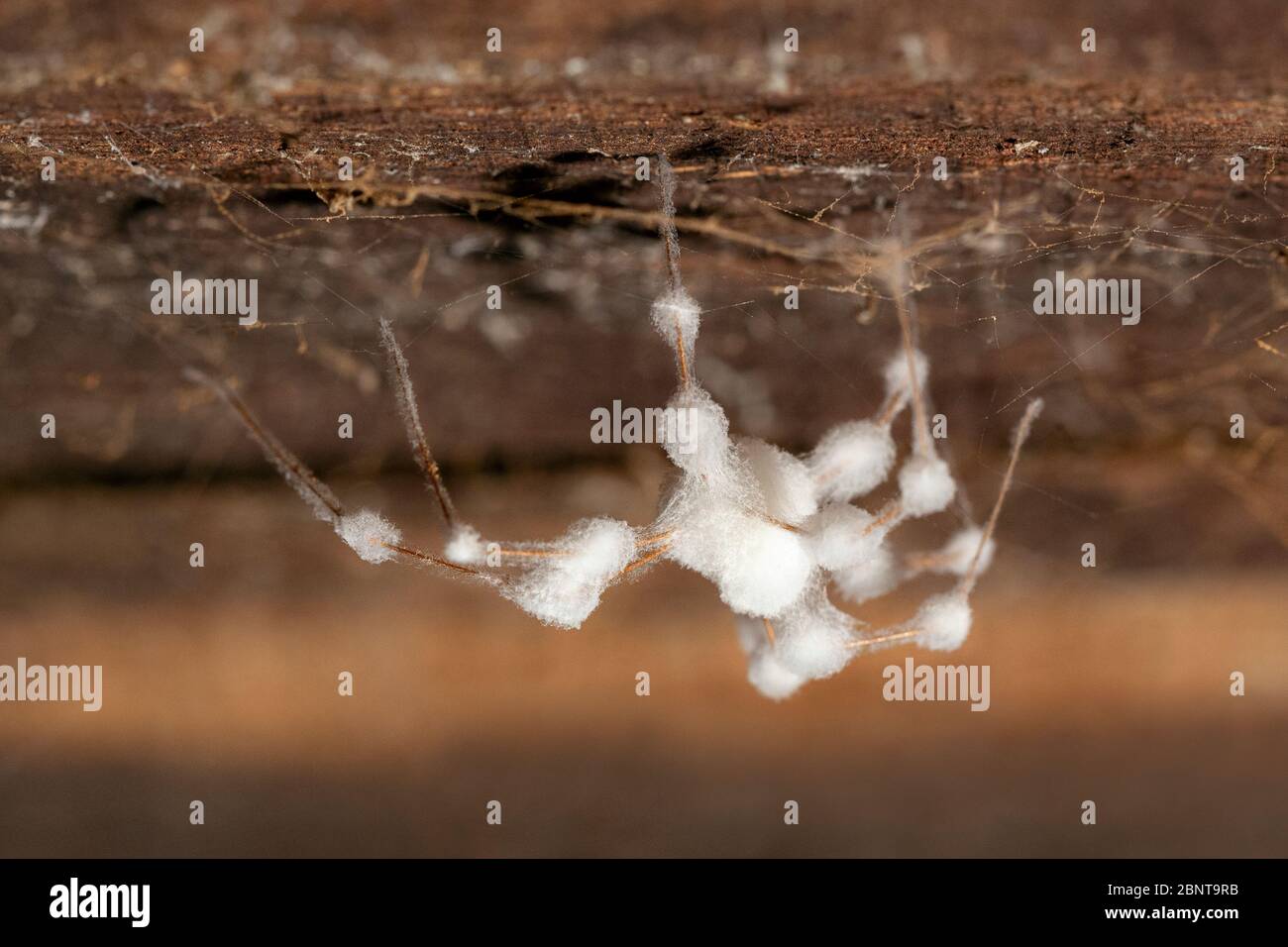 Une araignée cellaire morte et molaire (Pholcidae) tuée par le ...