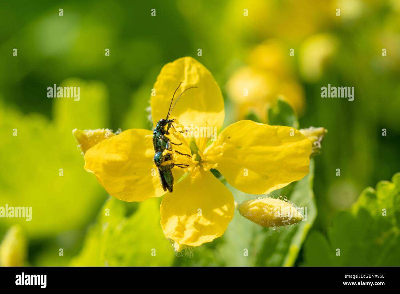Grande chelidoine oedemera nobilis Banque de photographies et d’images ...
