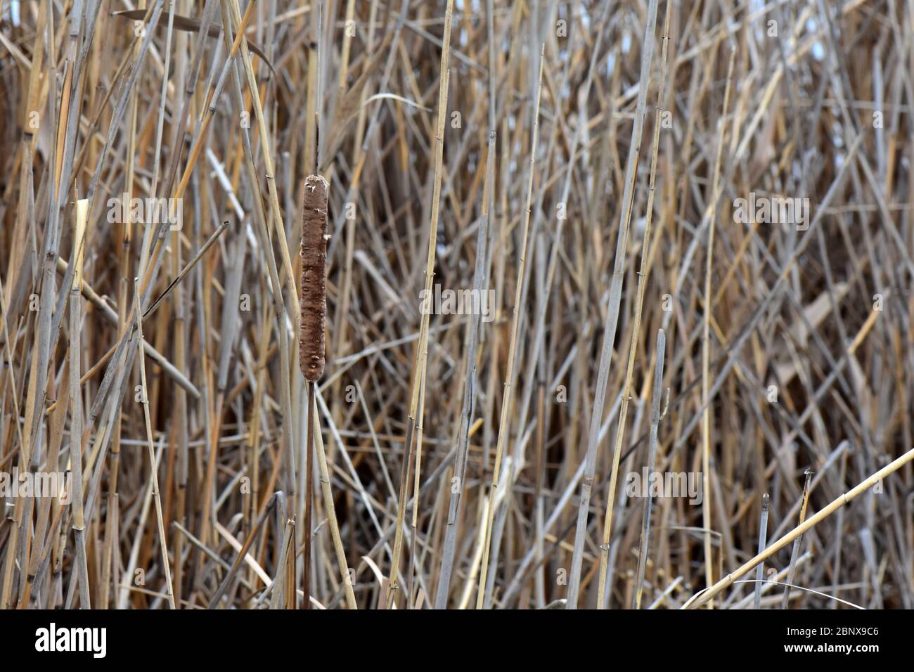 Plante ressemblant à un roseau Banque de photographies et d’images à ...