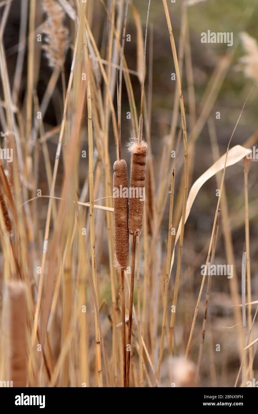 Plante ressemblant à un roseau Banque de photographies et d’images à ...