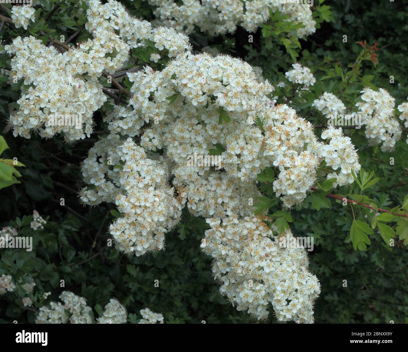 Fleurs de crataegus monogyna Banque de photographies et d’images à ...
