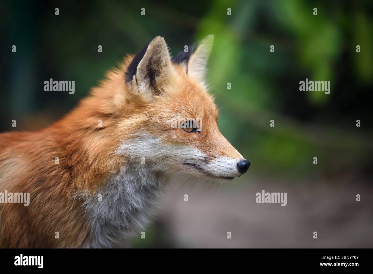 Renard roux en habitat naturel Banque de photographies et d’images à ...