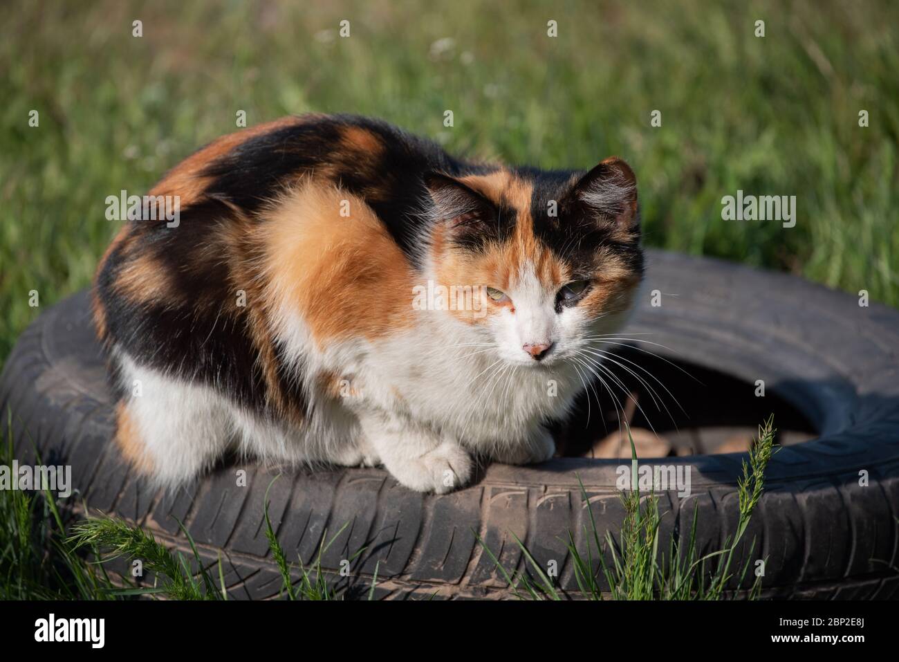 Un chat de rue est en marche le long de la rue. Le chat est assis sur ...