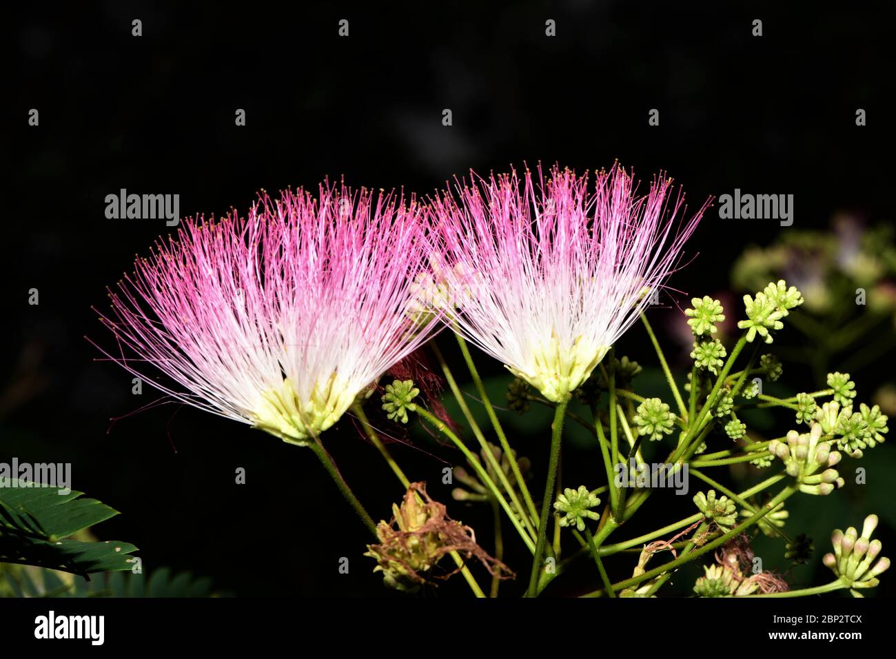 Mimosa rose Banque de photographies et d’images à haute résolution - Alamy