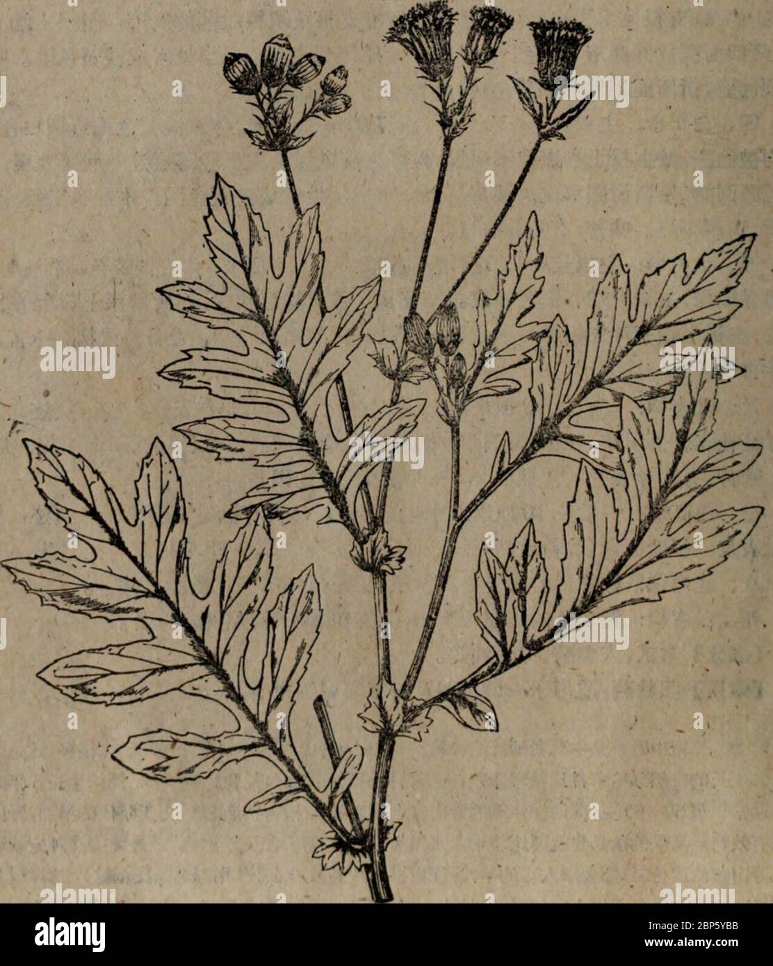 Wu bei zhi Banque de photographies et d’images à haute résolution - Alamy