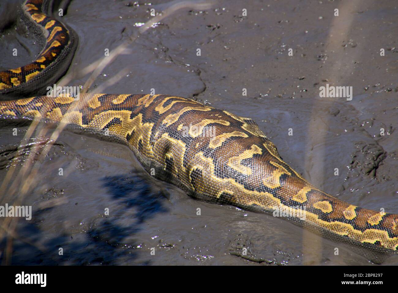 Serpent distendu après l'alimentation. Gros plan de la section ...