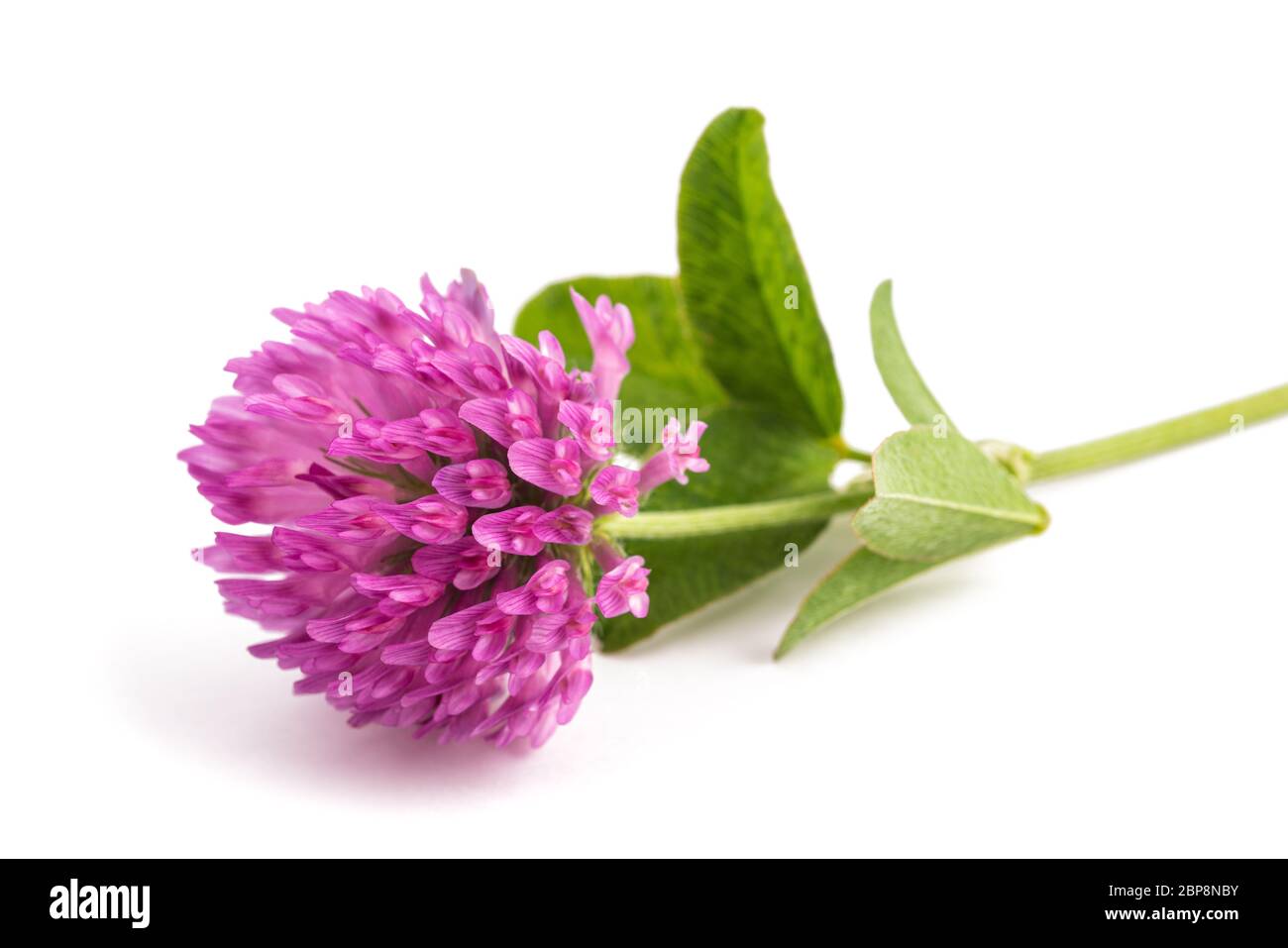 Fleur de trèfle Banque de photographies et d’images à haute résolution ...