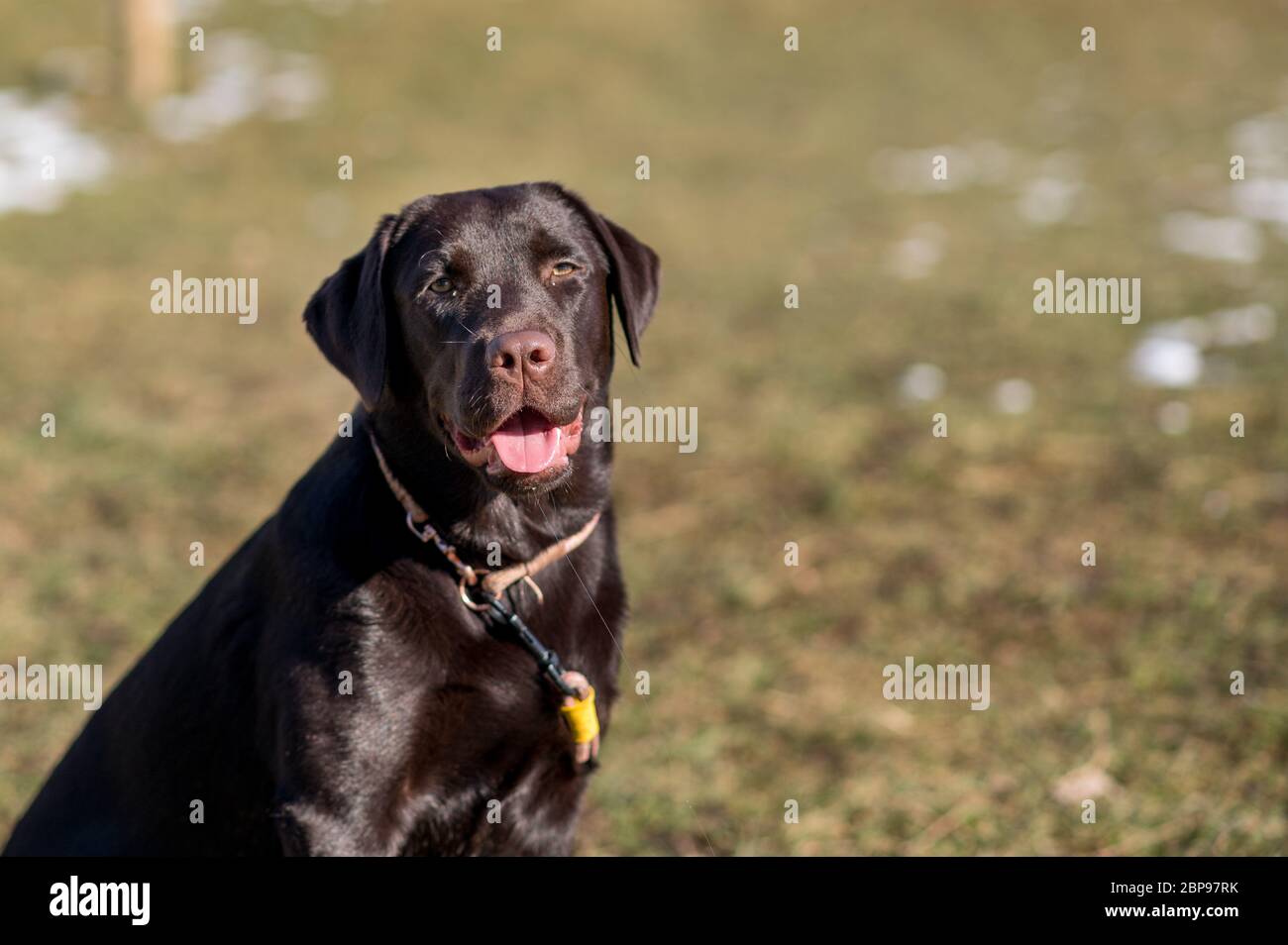 Labrador hund Banque de photographies et d’images à haute résolution ...