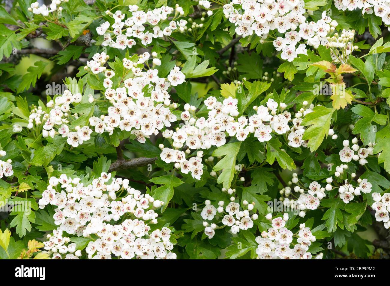 Haie d'aubépines crataegus Banque de photographies et d’images à haute ...