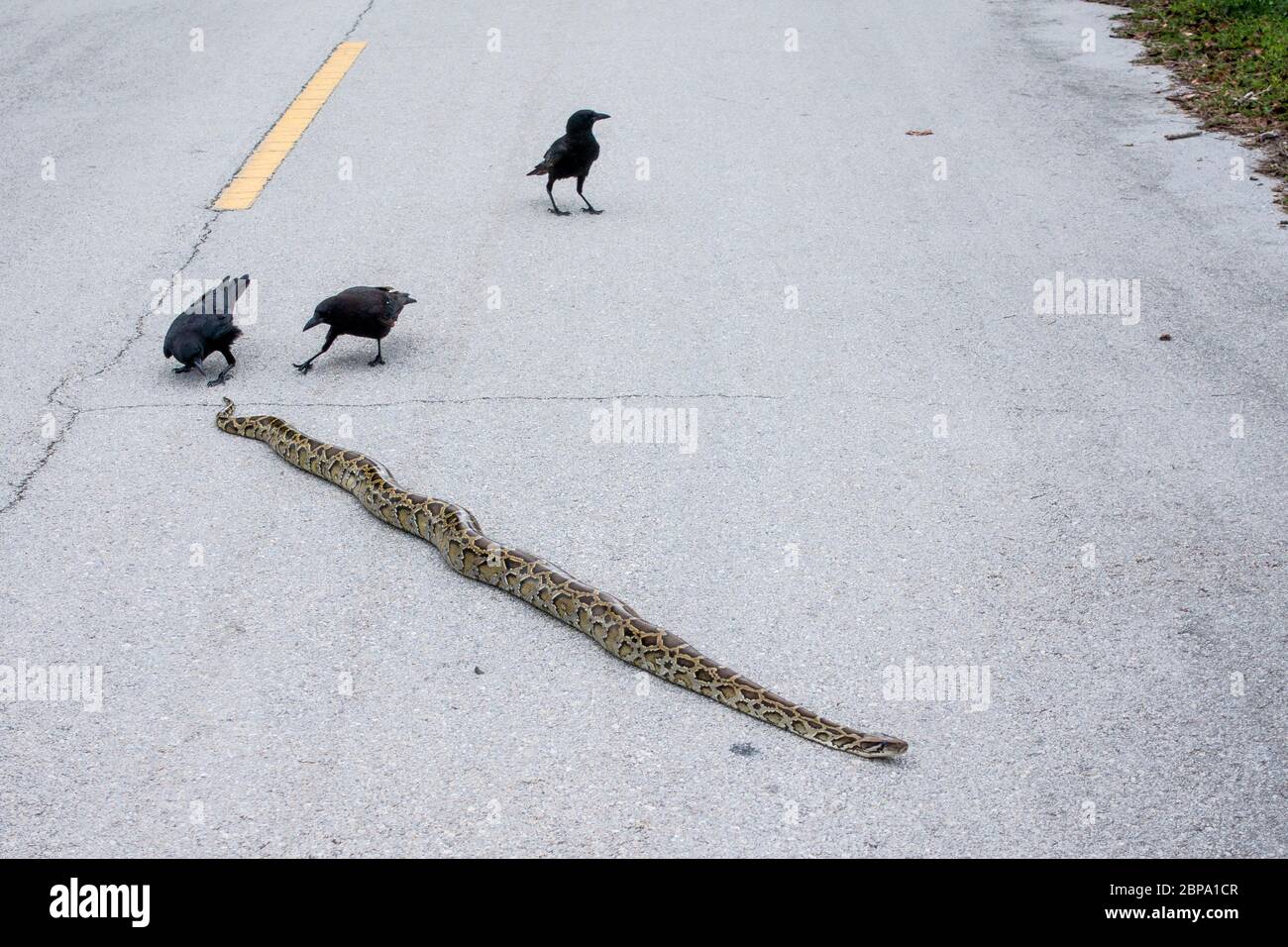 Serpent python Banque de photographies et d’images à haute résolution ...
