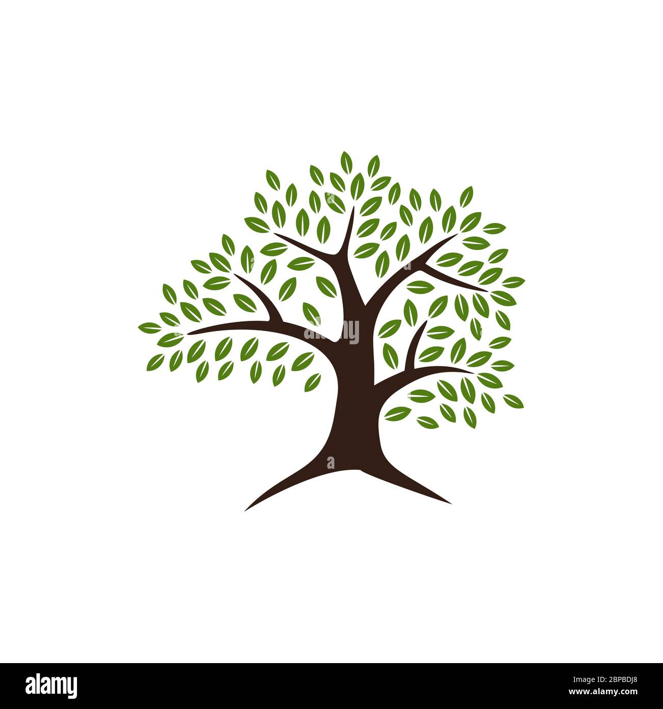 Modèle de logo chêne Design d'illustration. Vecteur EPS 10 Photo Stock ...