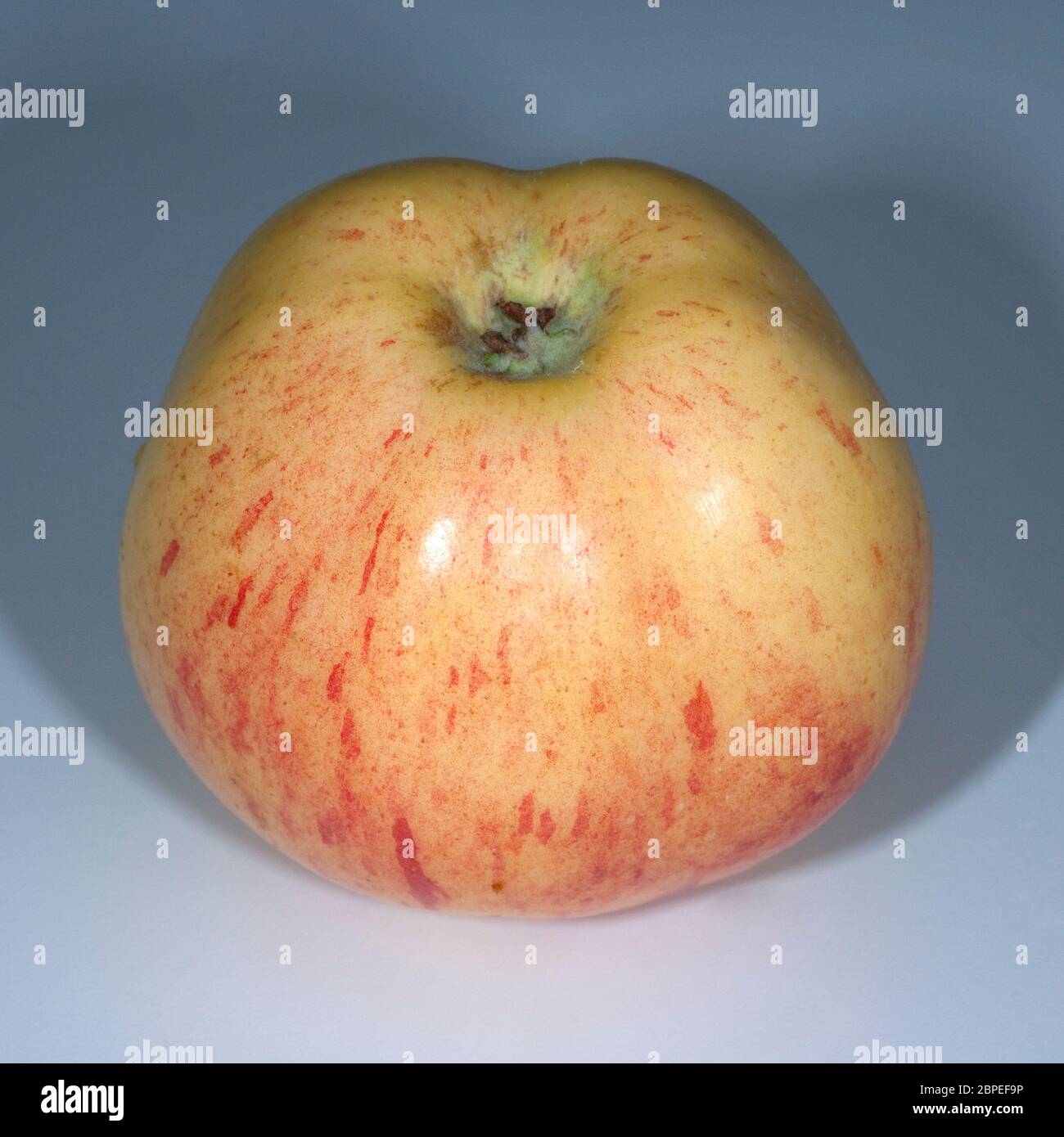 Malus Domestica Gravensteiner Banque d'image et photos - Alamy