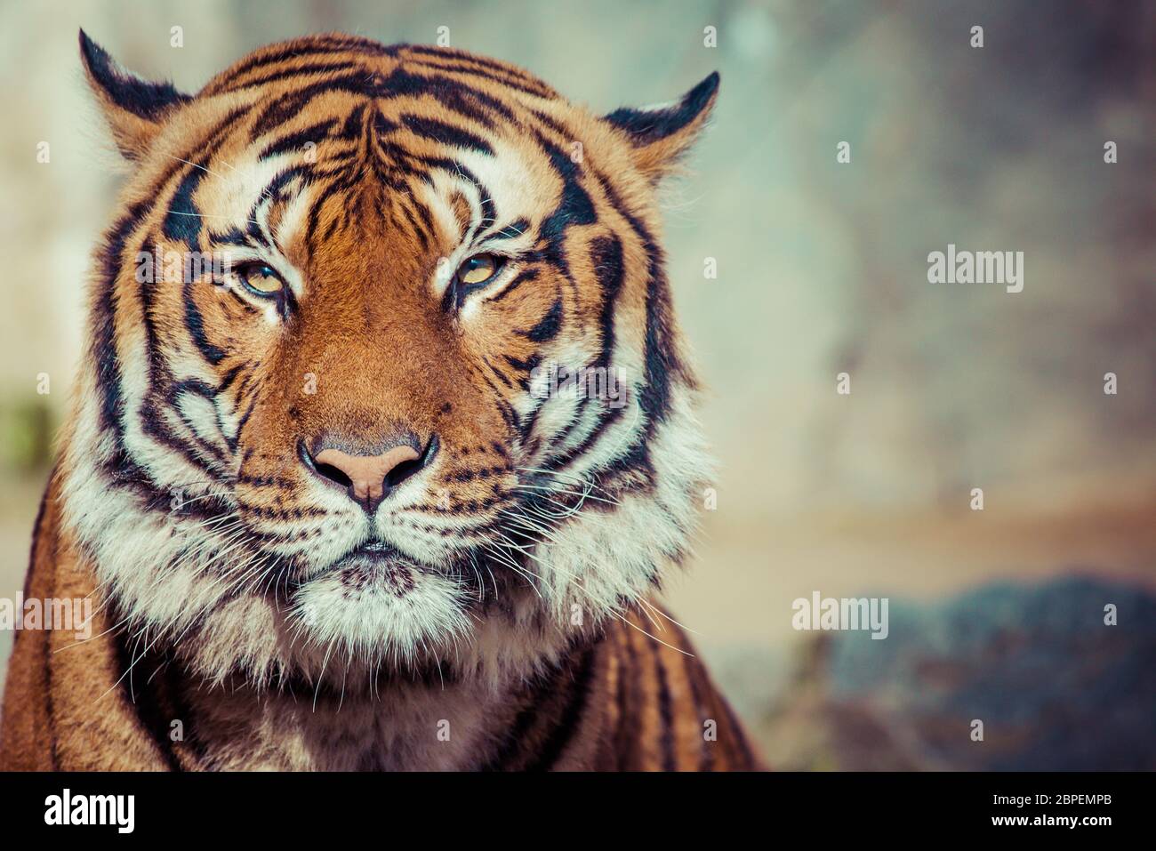 Tigres face Banque de photographies et d’images à haute résolution - Alamy