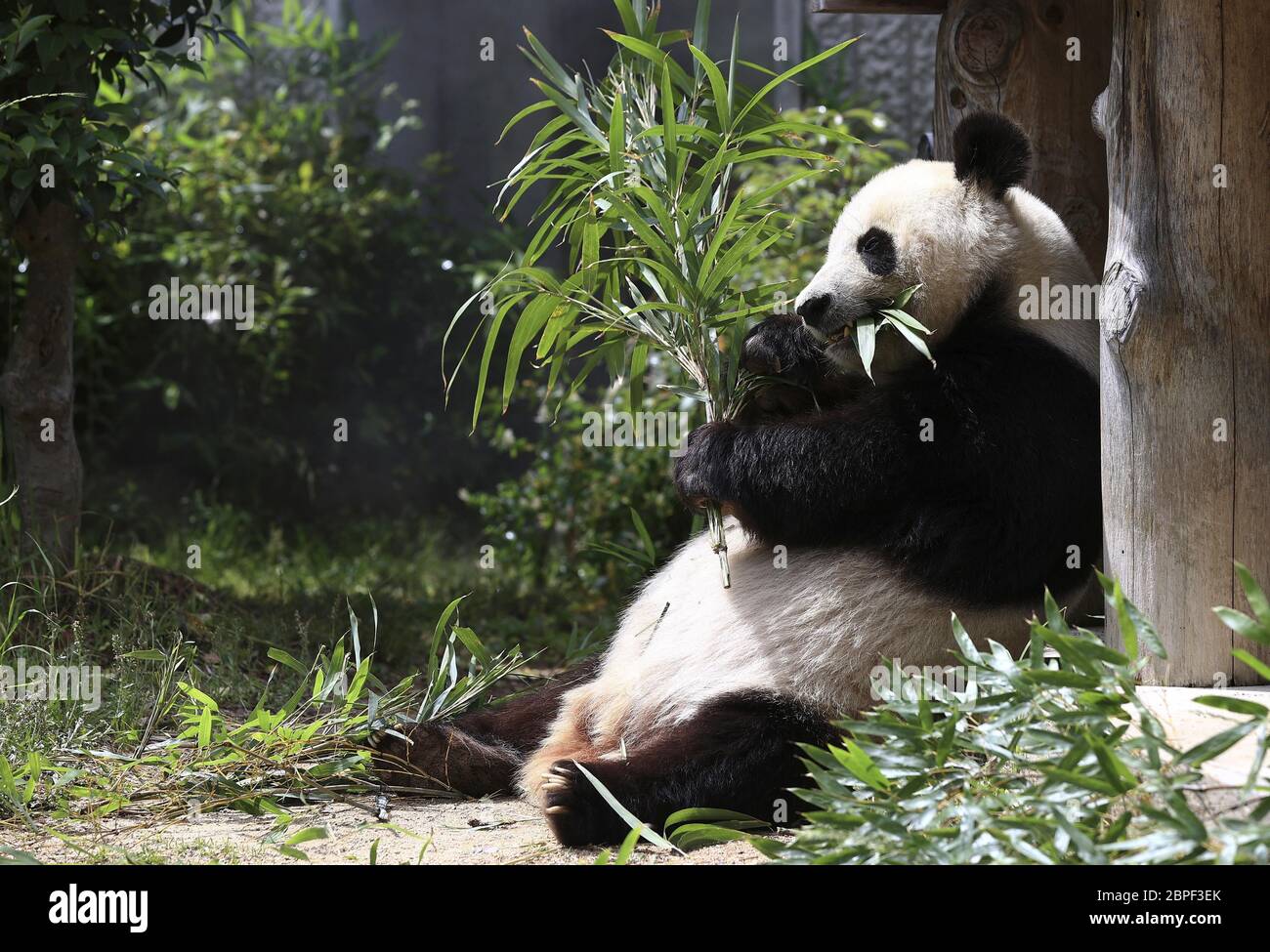 Zoo Kobe Oji, Japon. Photo prise le 19 mai 2020, montre un panda géant ...