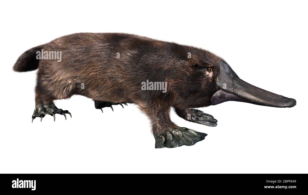 Le rendu 3D d'un ornithorynque ou Ornithorhynchus anatinus isolé sur ...
